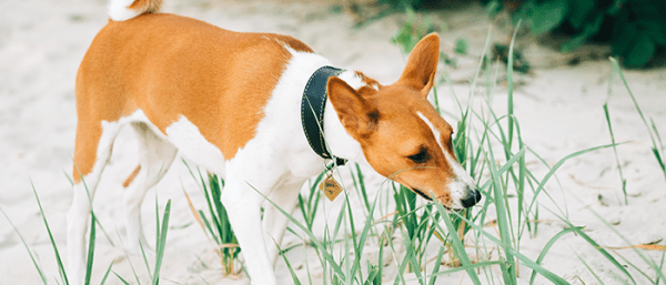 West Warwick Rhode Island Lawn, Weeds & Pest Control Services