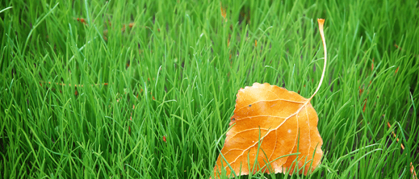 West Warwick Rhode Island Lawn, Weeds & Pest Control Services