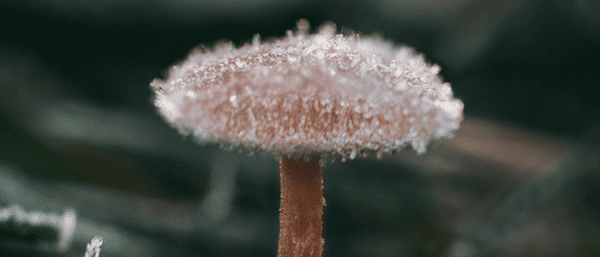 West Warwick Rhode Island Lawn, Weeds & Pest Control Services